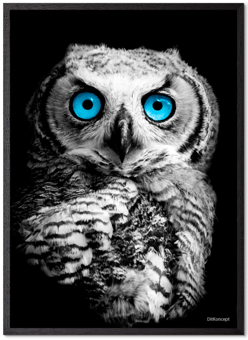 Ugle Plakat - Smukke plakater med Ugler fra DitKoncept - Køb her