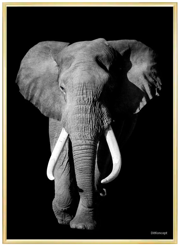 Elefant Plakat - Smukke plakater med Elefanter fra DitKoncept - Køb her